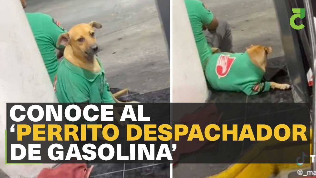 Conoce al ‘perrito despachador de gasolina’