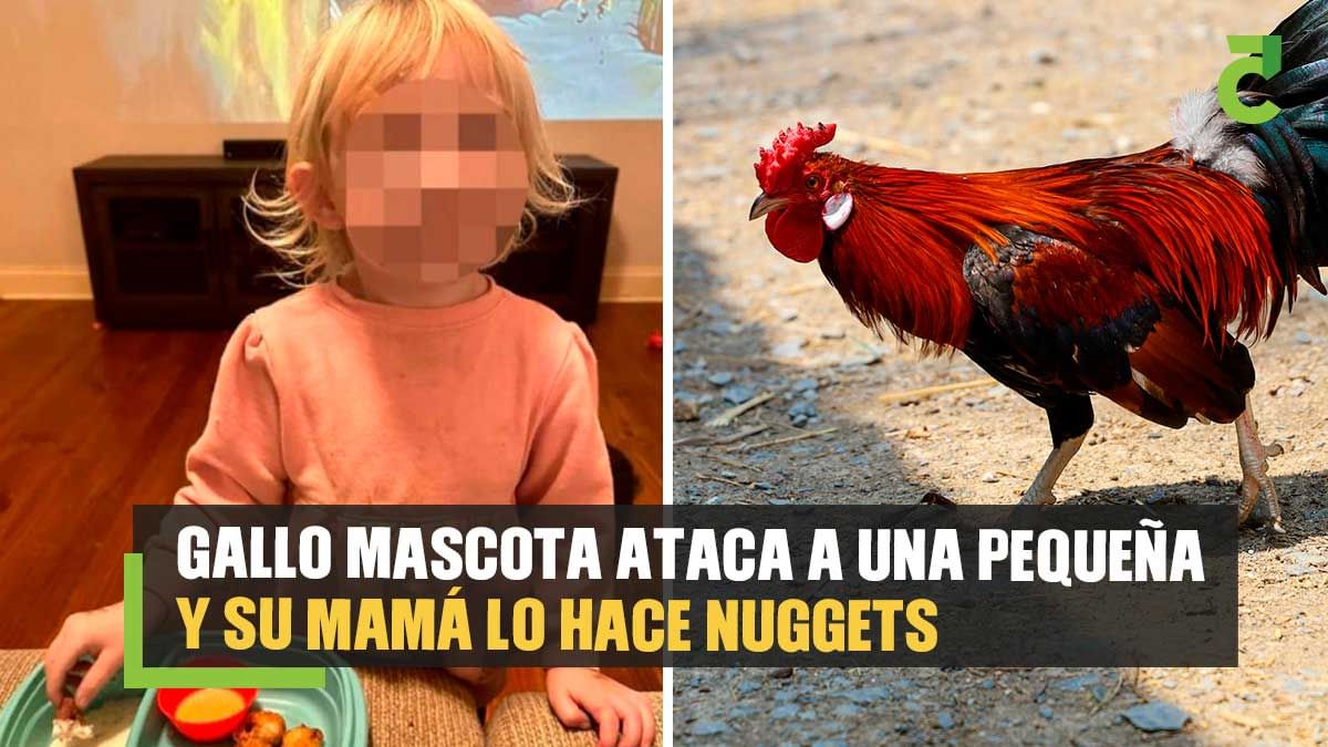 Gallo mascota ataca a una pequeña y su mamá lo hace nuggets para la cena
