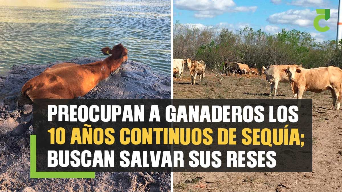Preocupan a ganaderos los 10 años continuos de sequía; buscan salvar ...