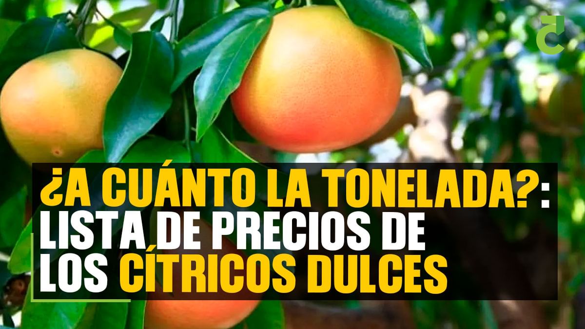 Lista de precios de los cítricos dulces