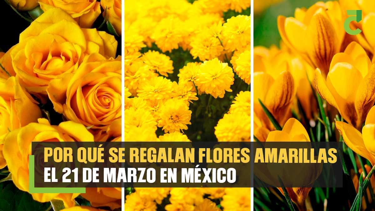 Por qué se regalan flores amarillas el 21 de marzo en México