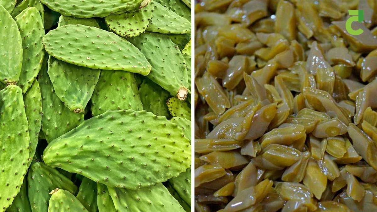 8 beneficios de comer nopal diario