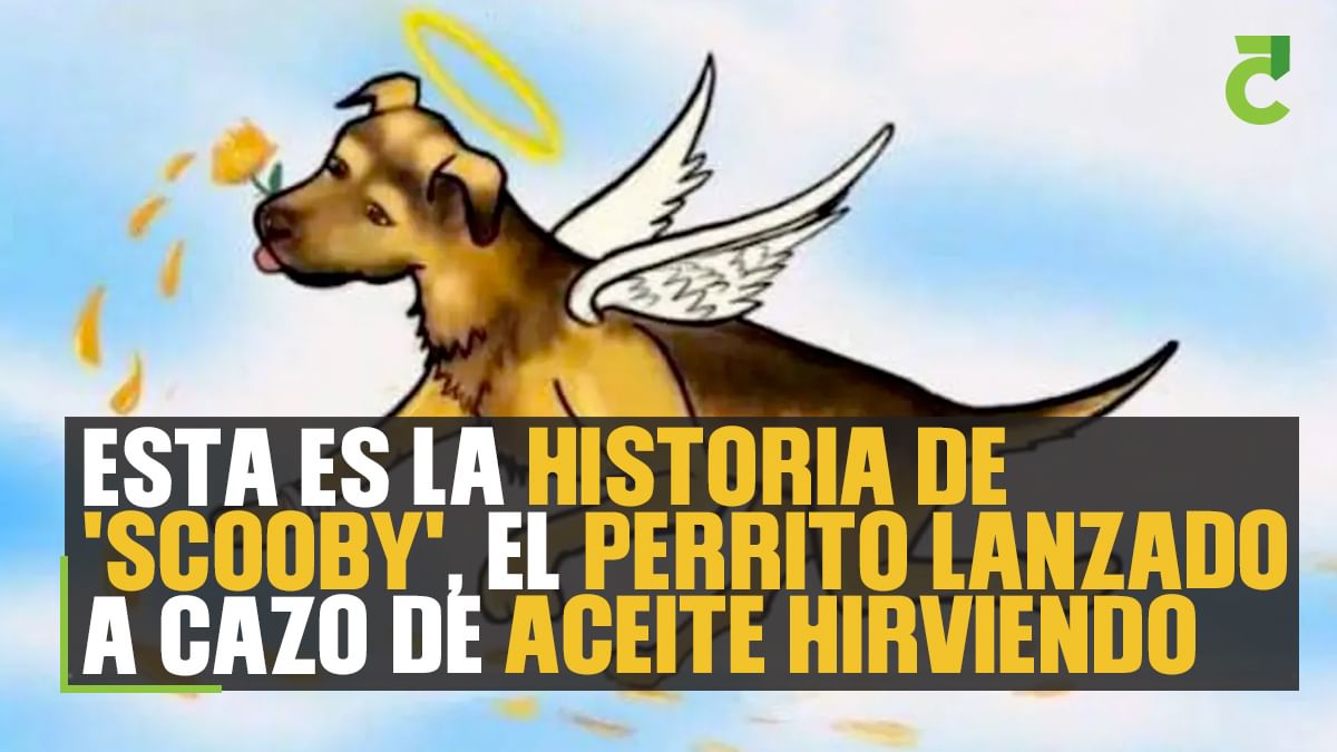 Esta es la historia de 'Scooby', el perrito lanzado a cazo de aceite ...