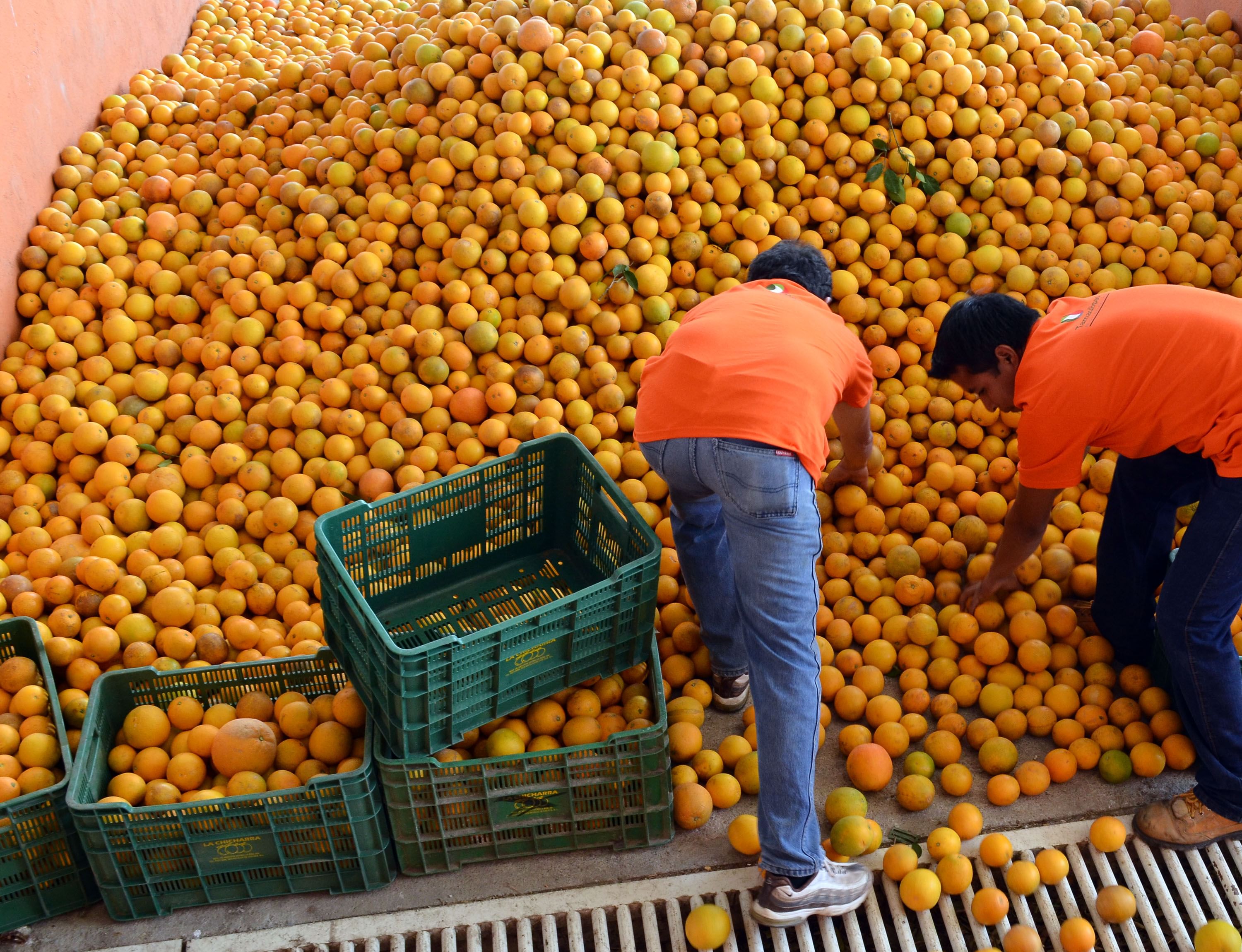 Naranja tamaulipeca la más demandada del país