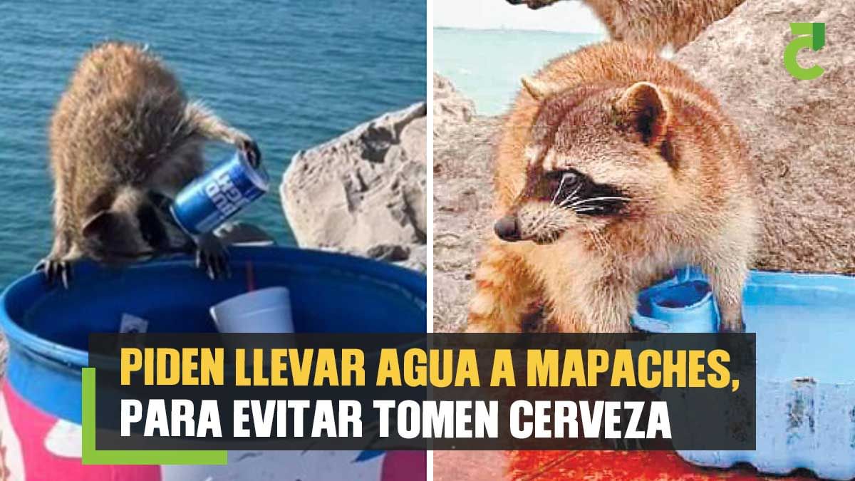 Piden dar agua a mapaches de Miramar y no cerveza