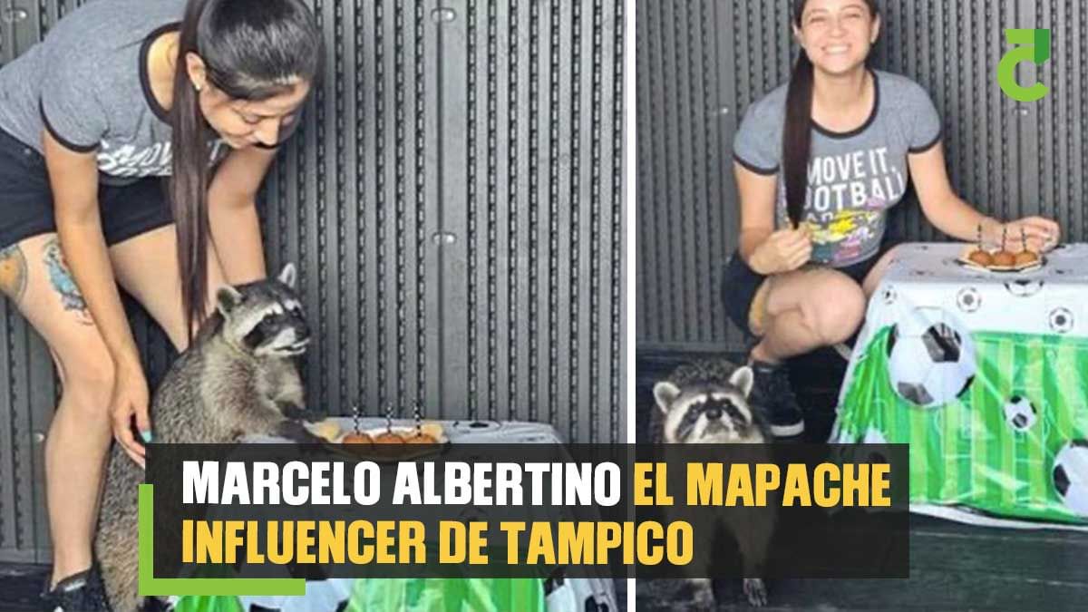 Tampico tiene un mapache influencer: Marcelo Albertino