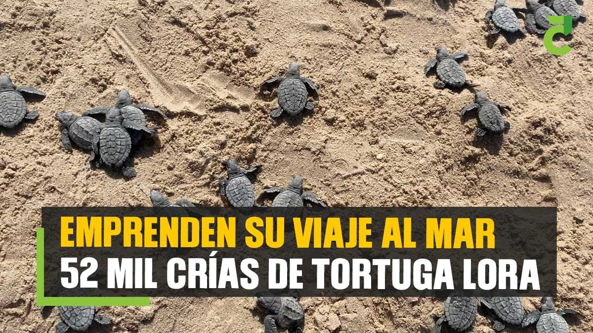 Emprenden su viaje al mar 52 mil crías de tortuga lora