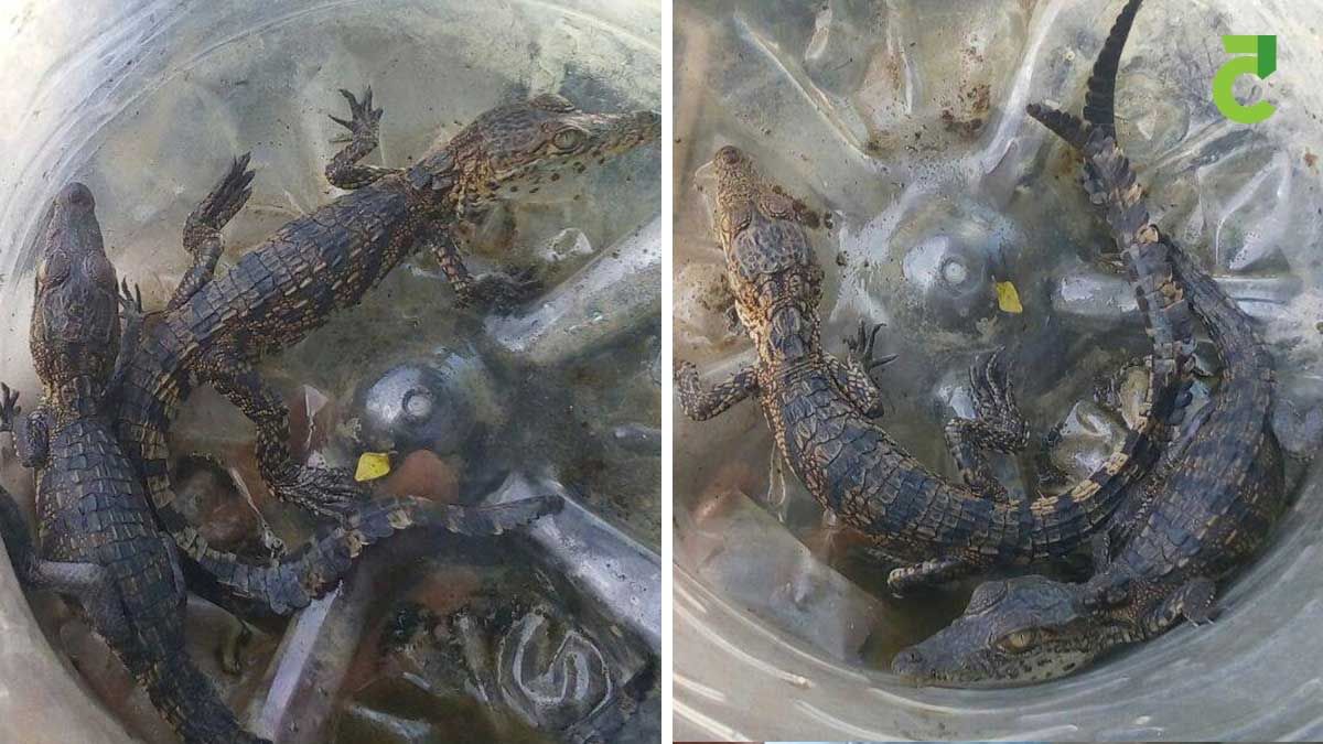 Sorprenden a padres capturando cocodrilos para dárselos a sus hijos