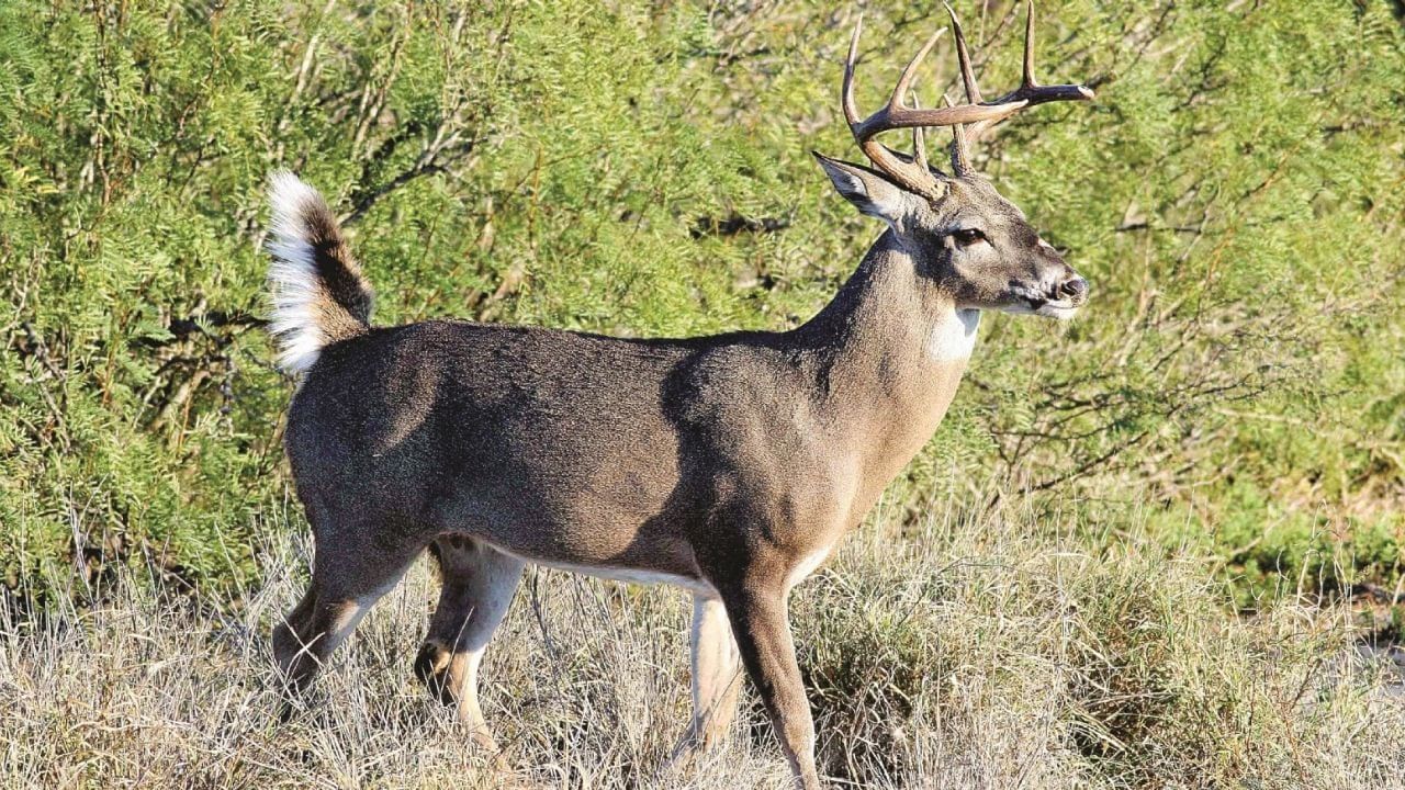 Inicia temporada de caza de venado cola blanca en Tamaulipas