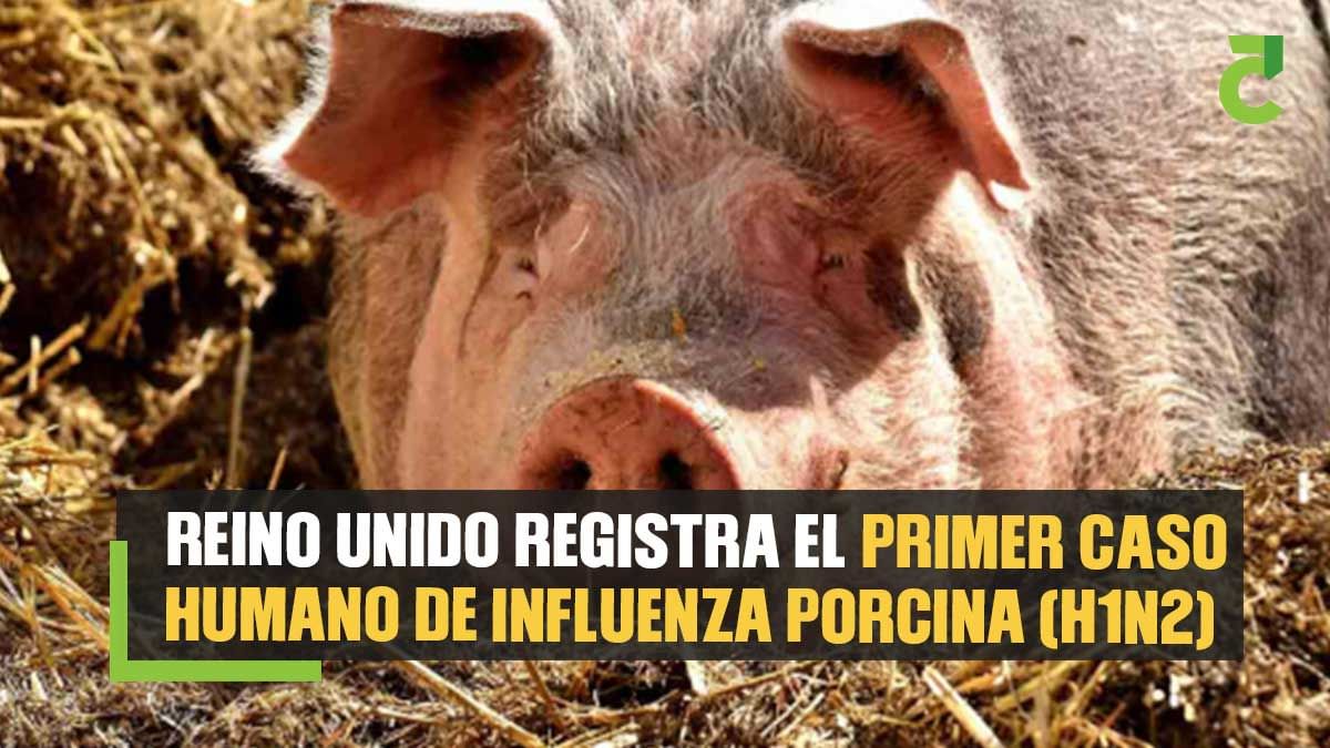 Reino Unido registra el primer caso humano de influenza porcina (H1N2)