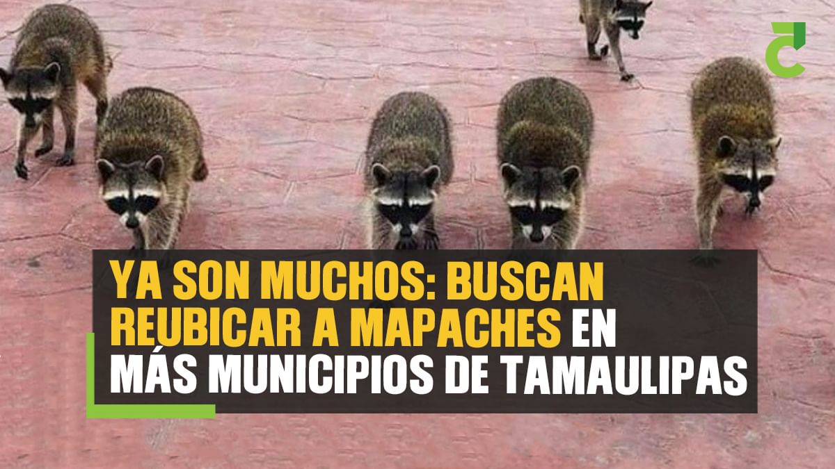 Ya son muchos: buscan reubicar a mapaches en más municipios de Tamaulipas