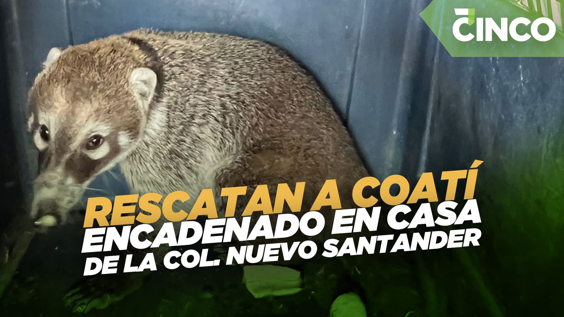Rescatan a coatí encadenado en casa de la Col. Nuevo Santander