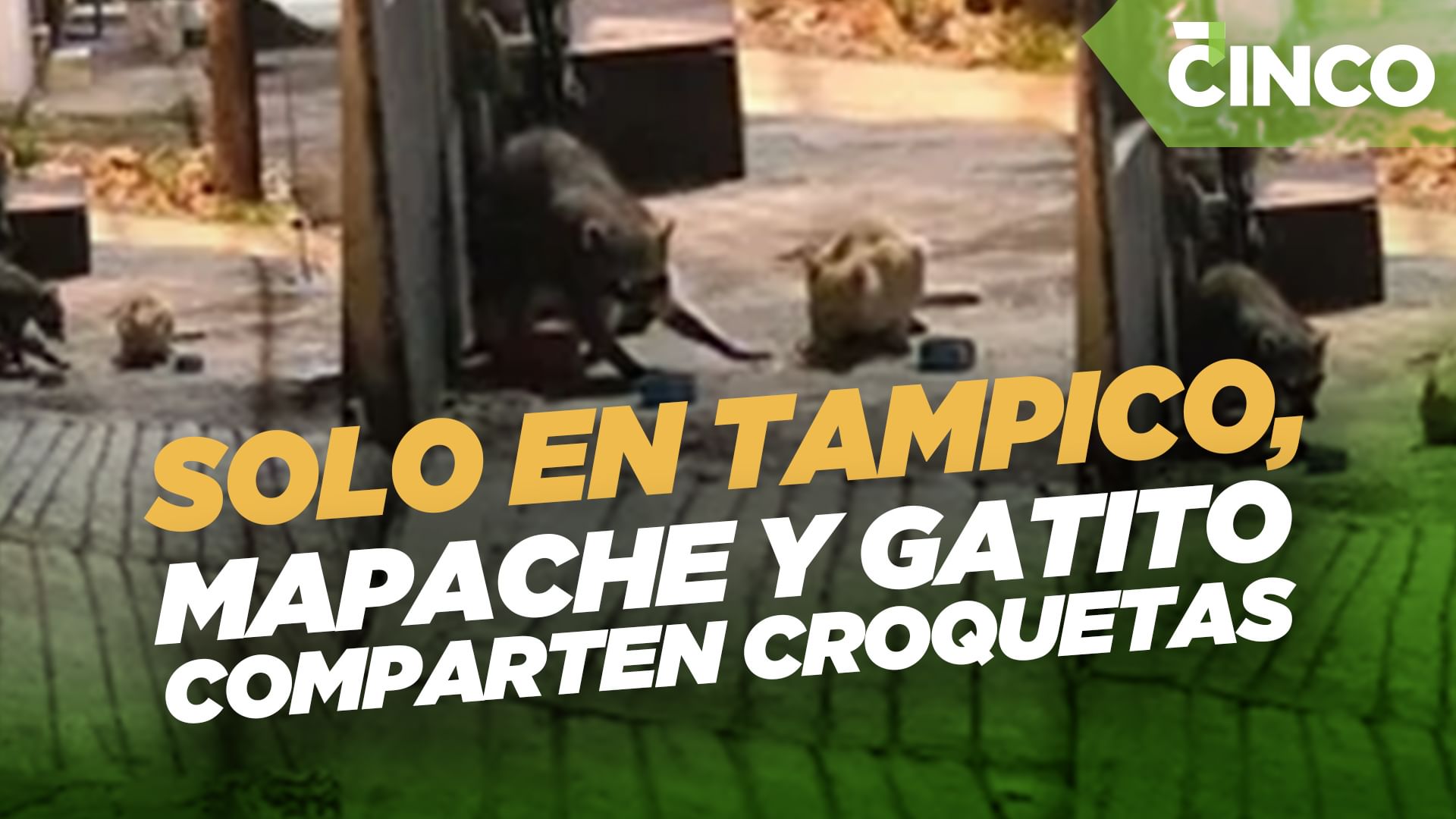 Solo en Tampico, mapache y gatito comparten croquetas