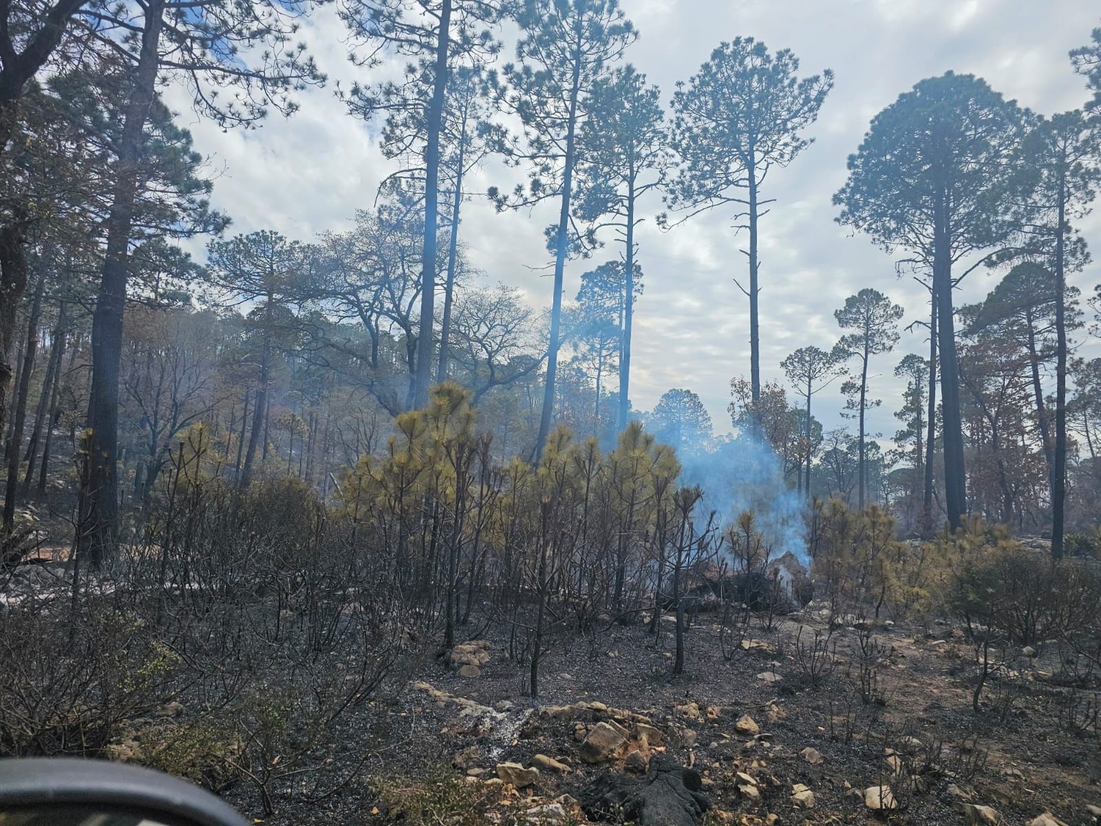 Incendio forestal en Jaumave arrasa con 22 hectáreas