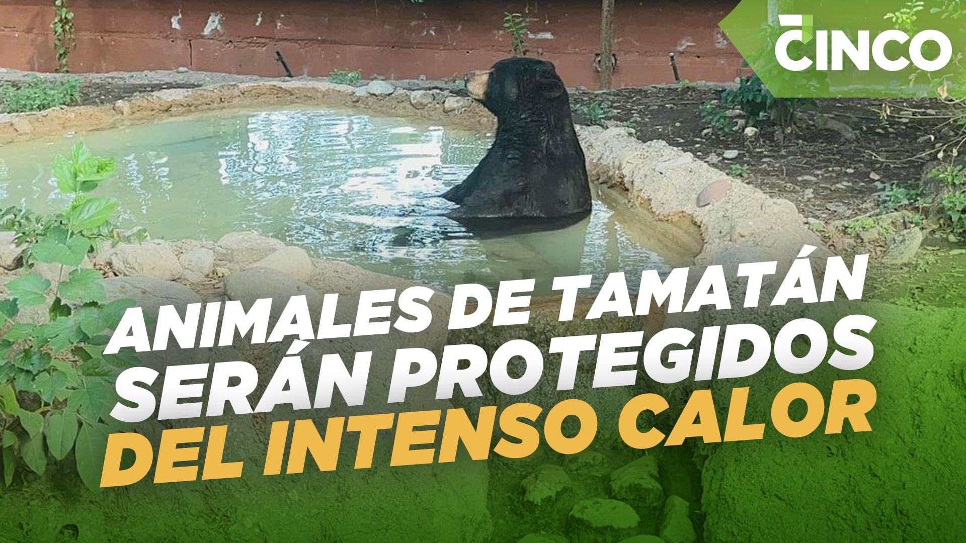 Animales de Tamatán serán protegidos del intenso calor
