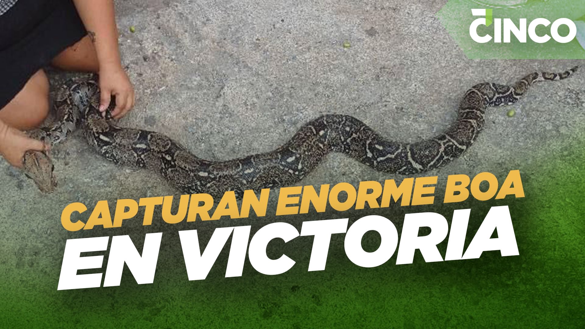 Capturan enorme boa en Victoria