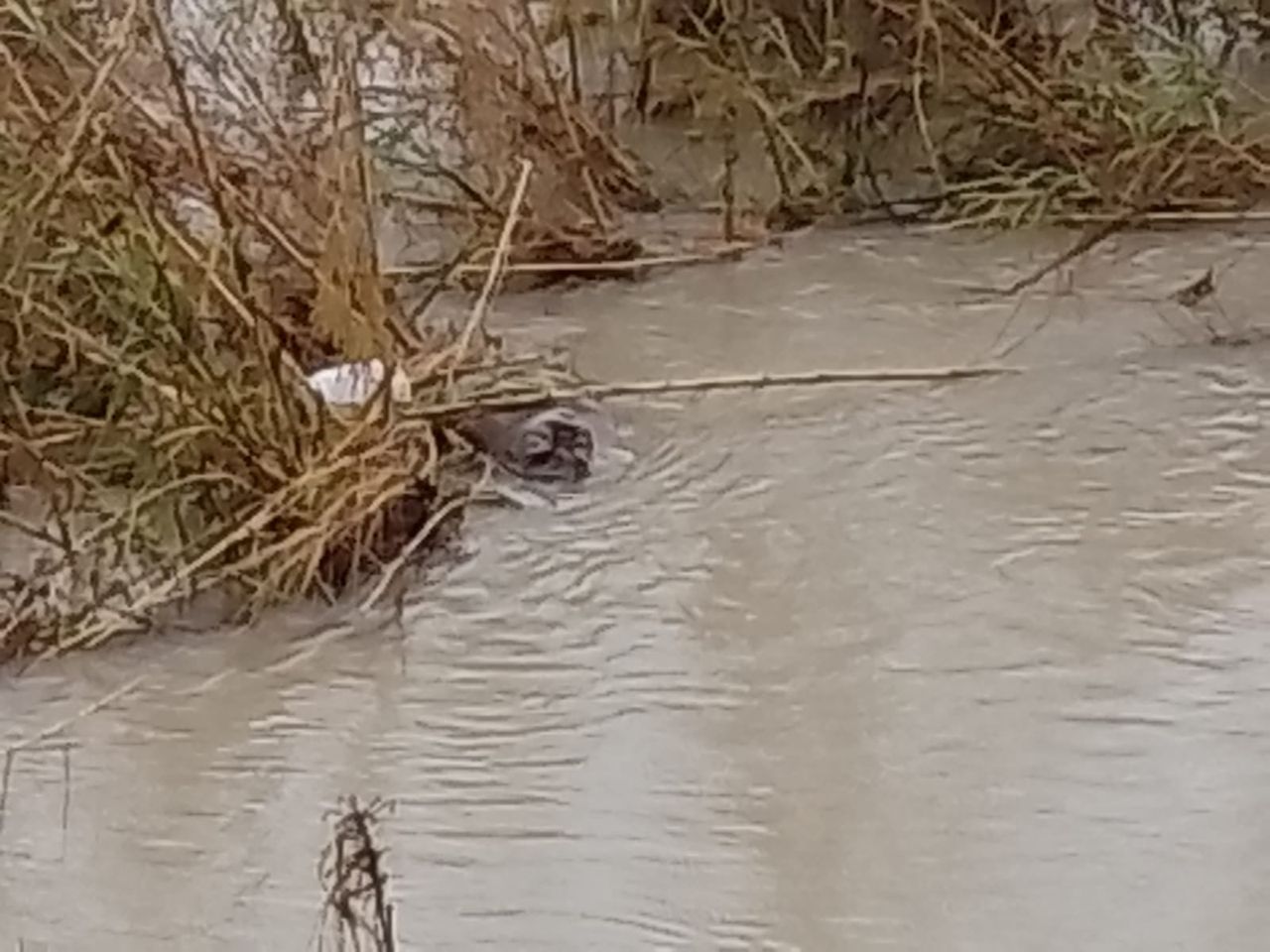 Encuentran cuerpo flotando en el río
