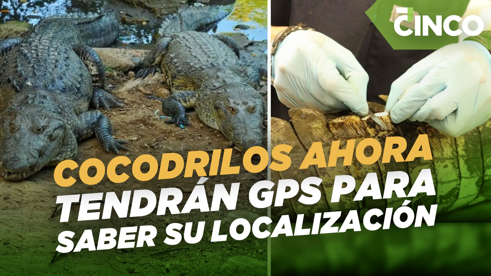 Cocodrilos ahora tendrán GPS para saber su localización