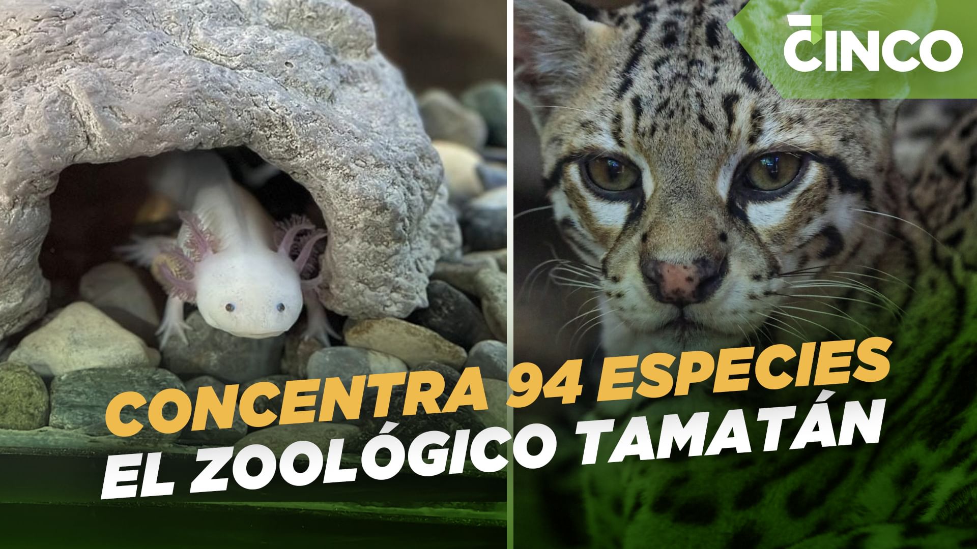 Concentra 94 especies el Zoológico Tamatán