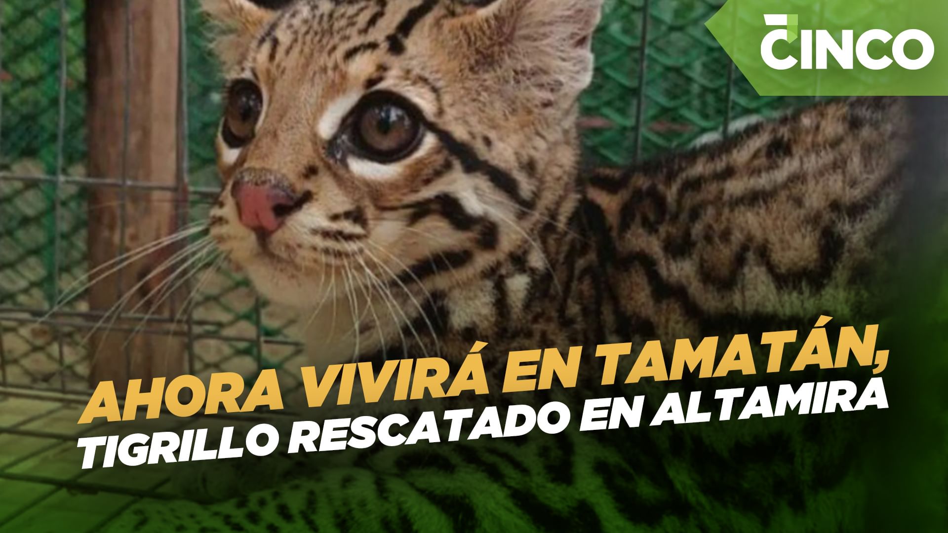 Ahora vivirá en Tamatán, tigrillo rescatado en Altamira