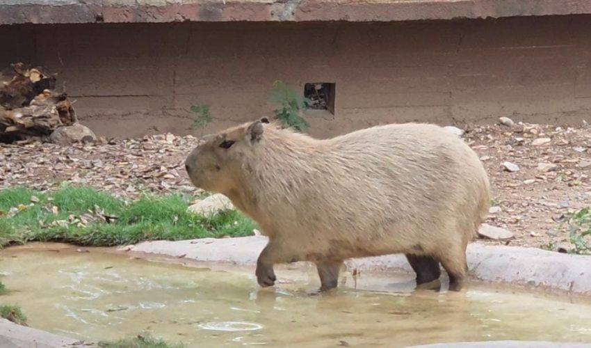 Llega una adorable pareja de capibaras al Zoológico Tamatán