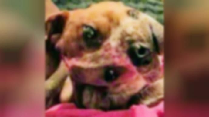 Perro 'endemoniado' causa revuelo en redes