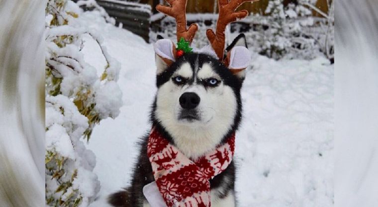 Conoce a Anuko el perro que odia la navidad