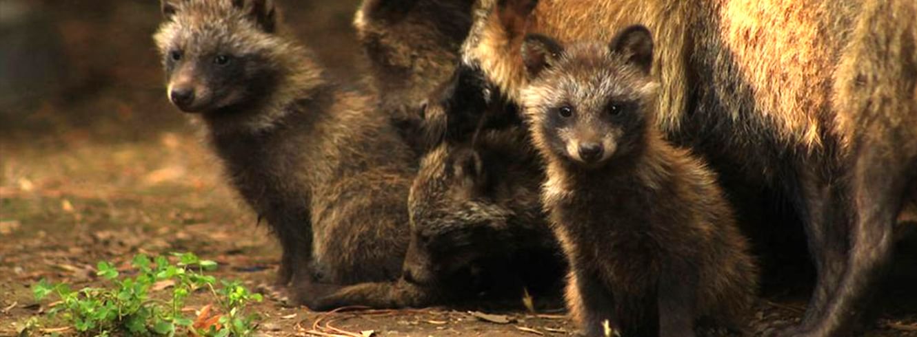 Nacen perros mapache en el zoo de Chapultepec