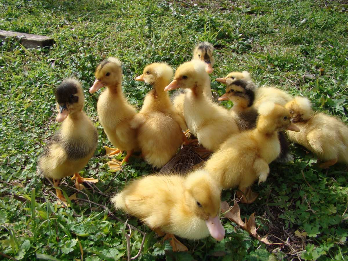 Un futbolista del Arsenal rescata a unos patitos