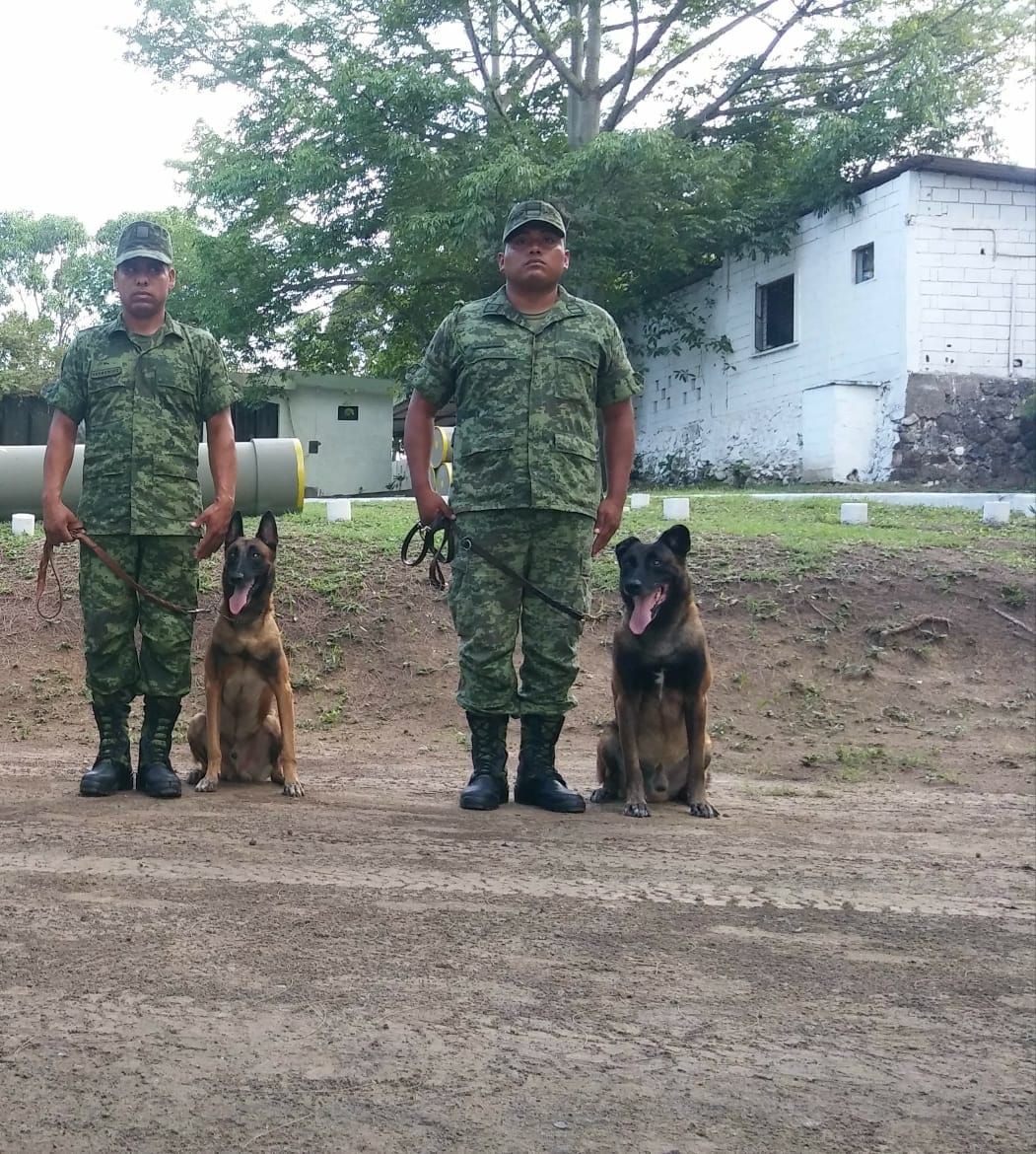 Perros militares, al servicio de México