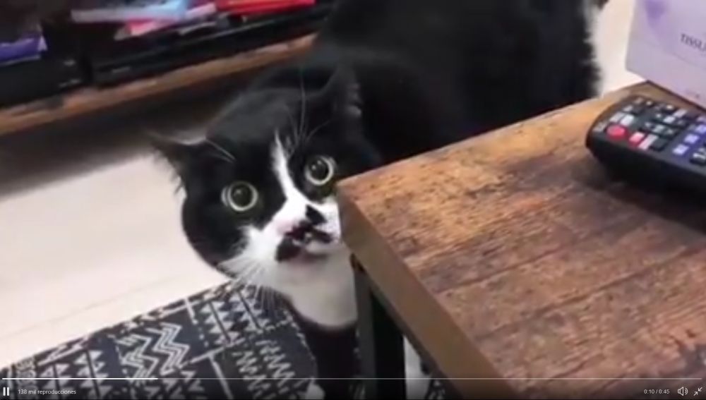 Gatito "canta" lleno de sentimiento