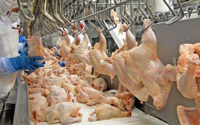 Alerta en el estado por pollo contaminado