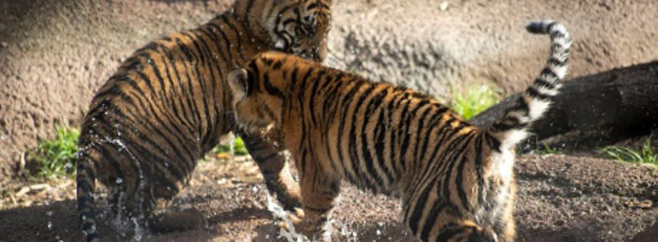Tigre ataca a cuidadora en zoológico