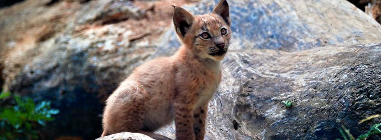 Nace el primer Lince desde hace más de un siglo