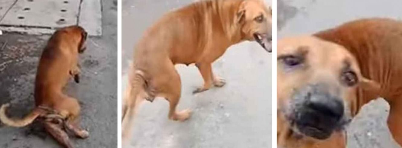 Perrito finge patita rota para recibir comida
