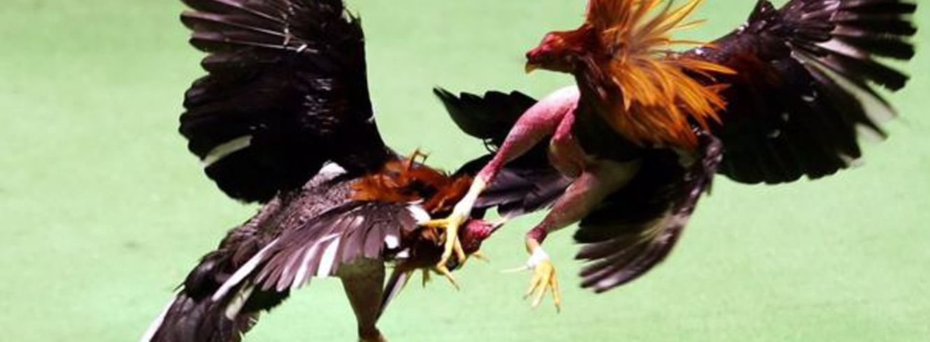 Gallo mata a picotazos a su dueña