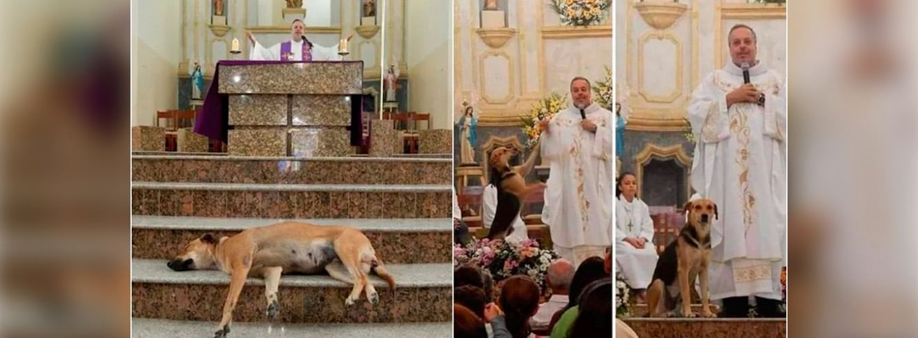 Sacerdote ‘invita’ a perros a su misa para que los adopten