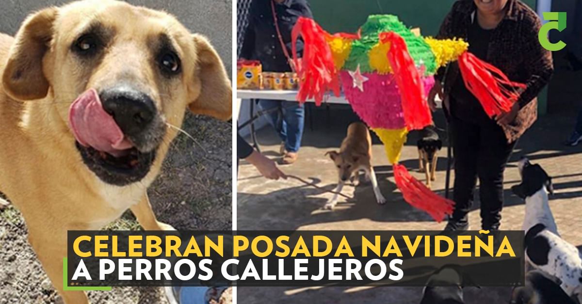 Celebran posada navideña a perros callejeros