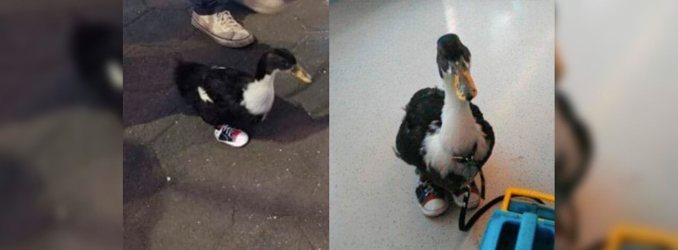 Captan a un pato con tenis viajando en el metro