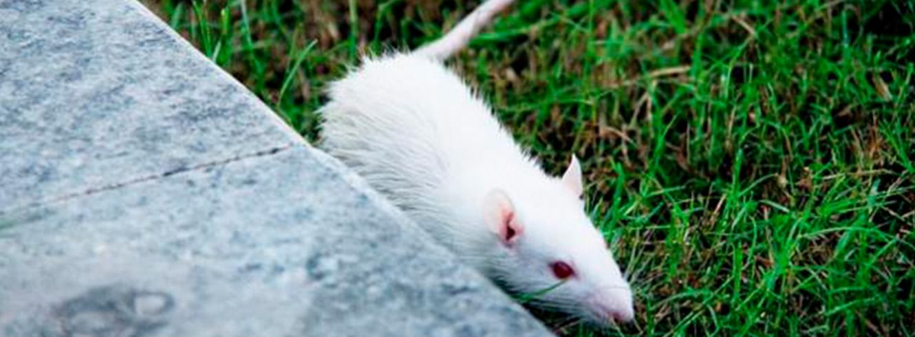 Modifican genéticamente a un ratón para hacerlo 4 por ciento humano