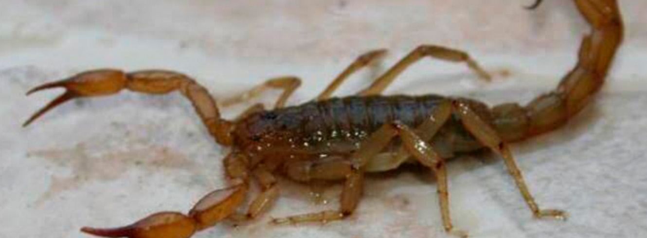 Alacranes atacan a 113 en Tamaulipas