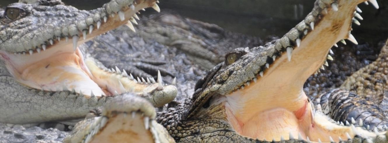 Descubre enormes cocodrilos peleando en la puerta de su casa
