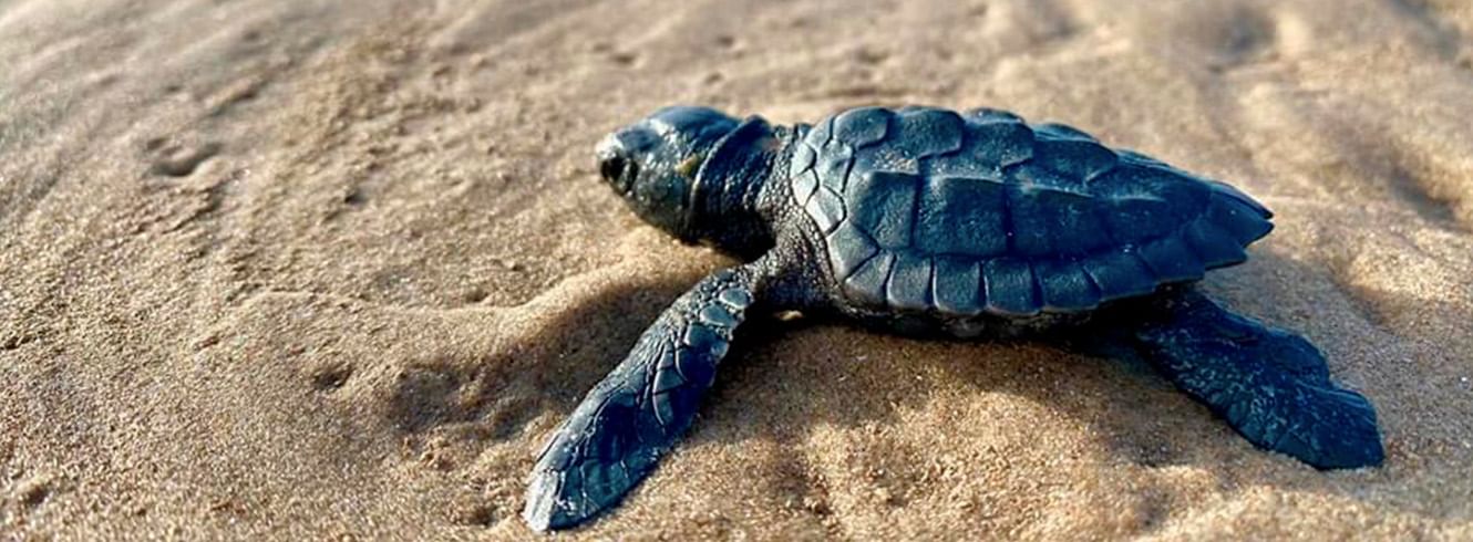 Liberan 83 crías de tortuga lora