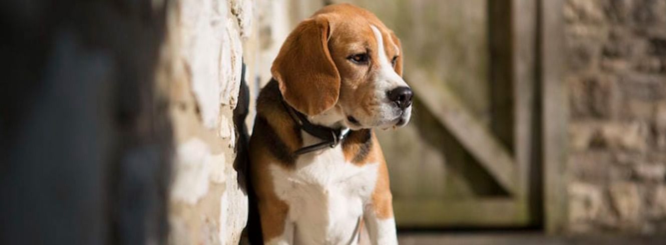 Lanzan a perro de un segundo piso