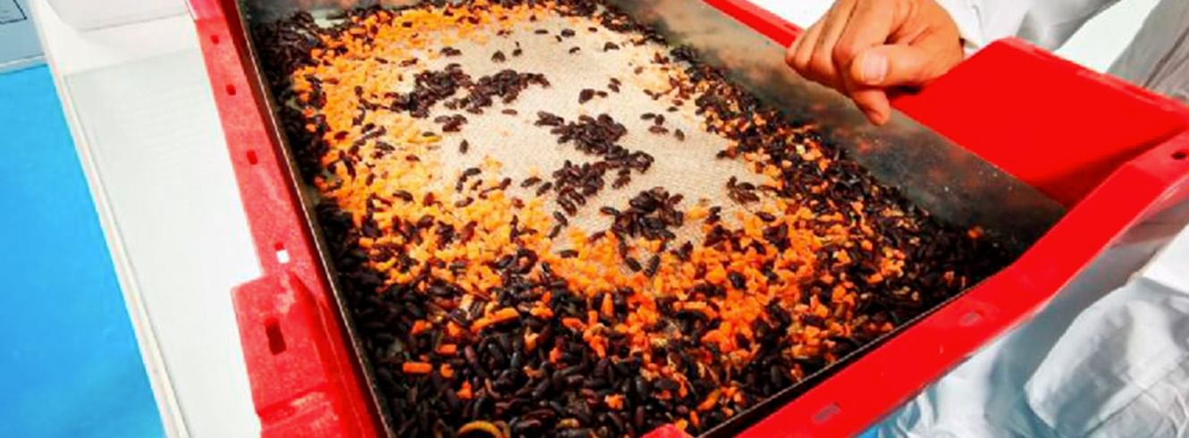 Francia construirá la granja de insectos más grande del mundo