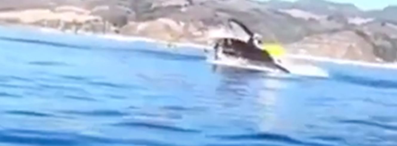 Ballena ataca a dos turistas