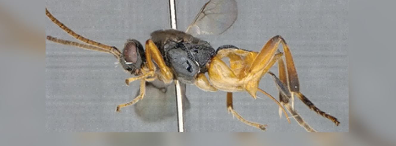 Descubren en Japón a la avispa Godzilla