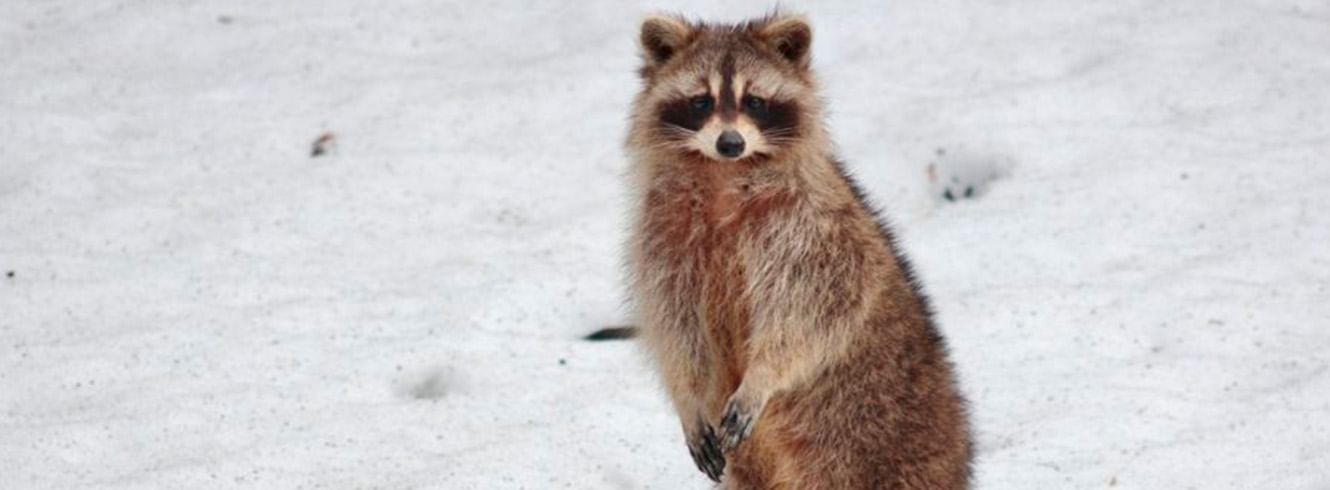 Mapache es rescatado a la mitad de un lago congelado