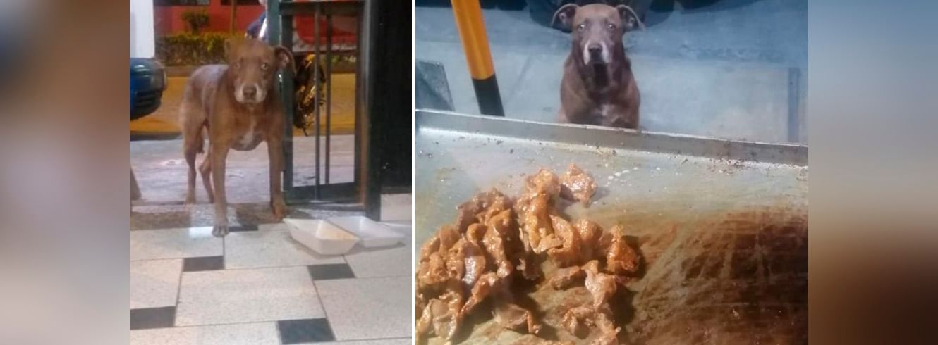 Perrito callejero pide comida en un restaurante y se vuelve viral
