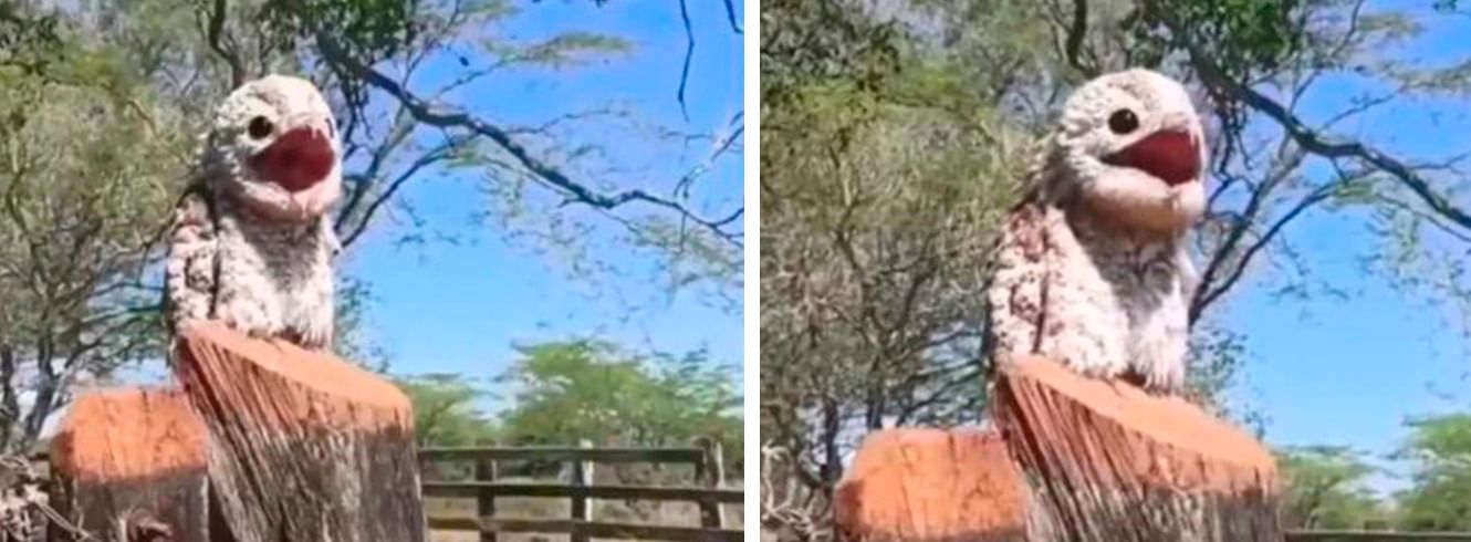 Pájaro fantasma aterra por su canto parecido a un lamento humano